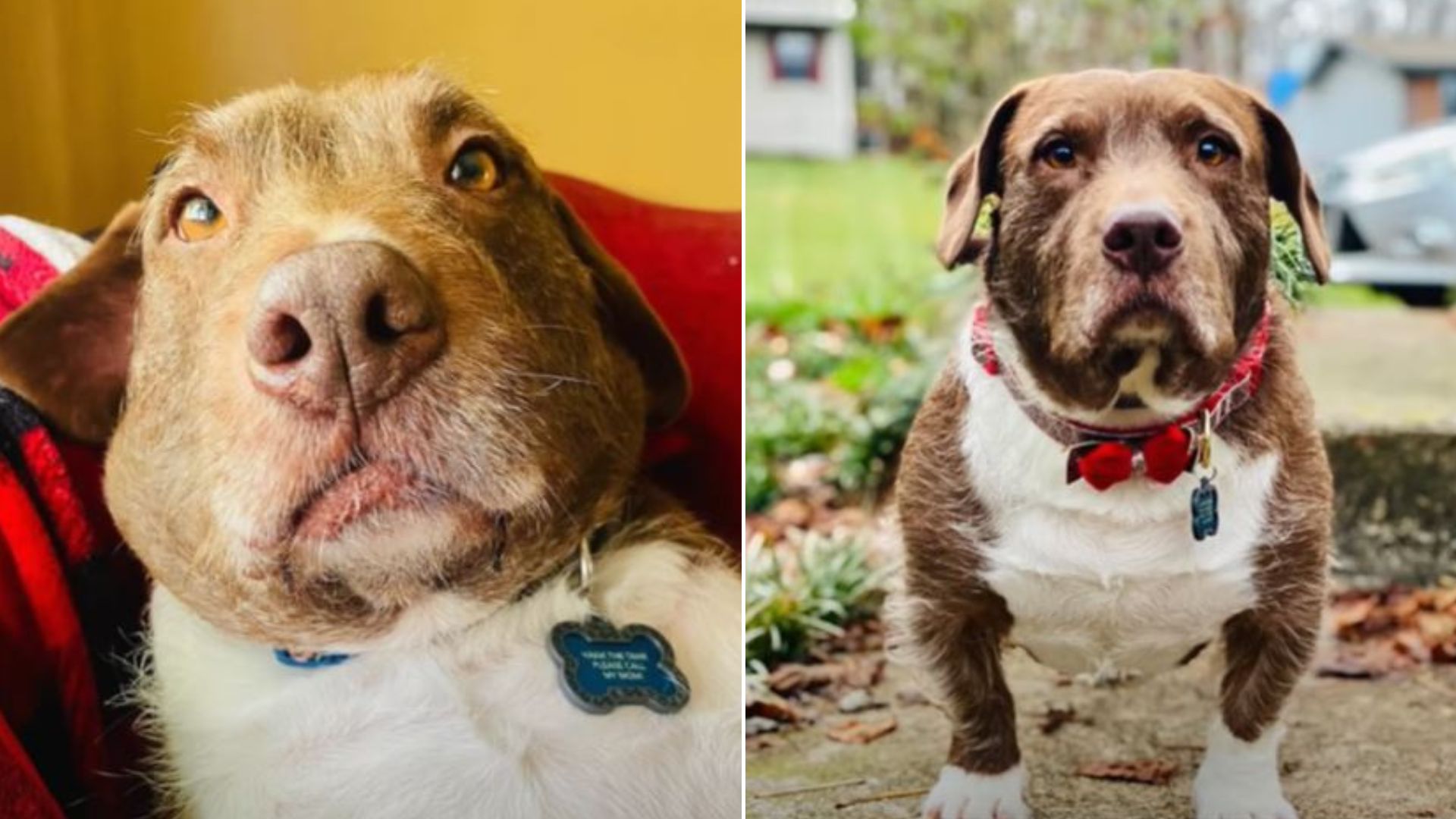 A Delightful Pup Who Was Surrendered To A Shelter Finds A Perfect ...