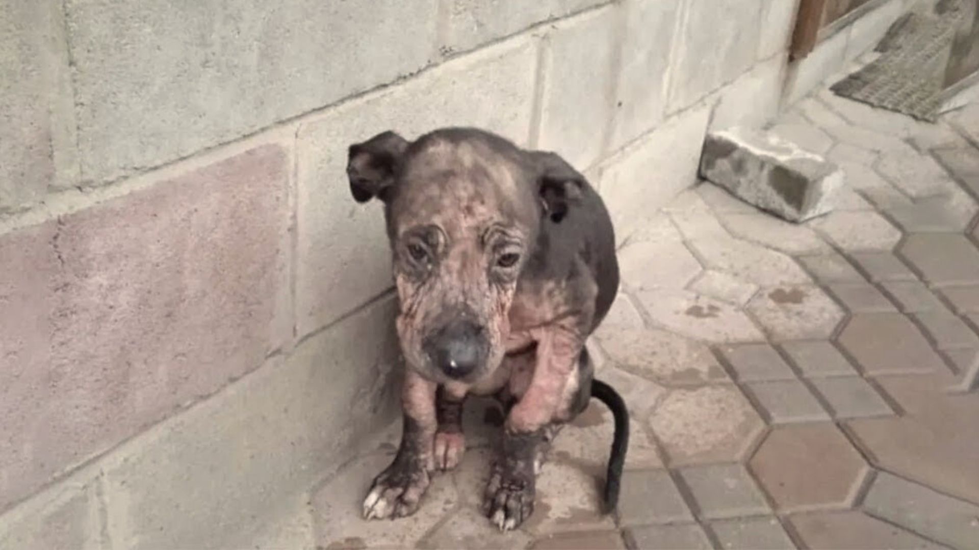 Sorrowful Dog Who Was Found Shivering Uncontrollably In The Cold ...