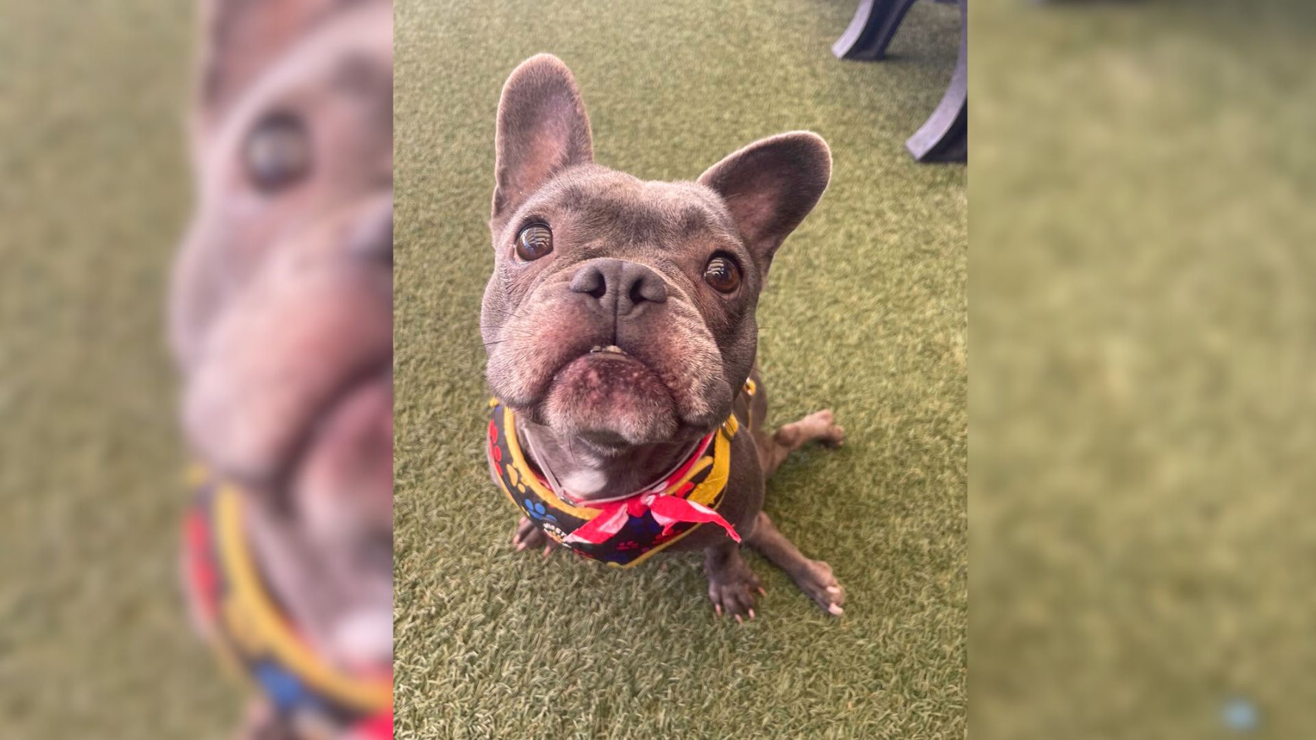 Adorable French Bulldog Who Was Found Dragging Her Paralyzed Legs Is ...
