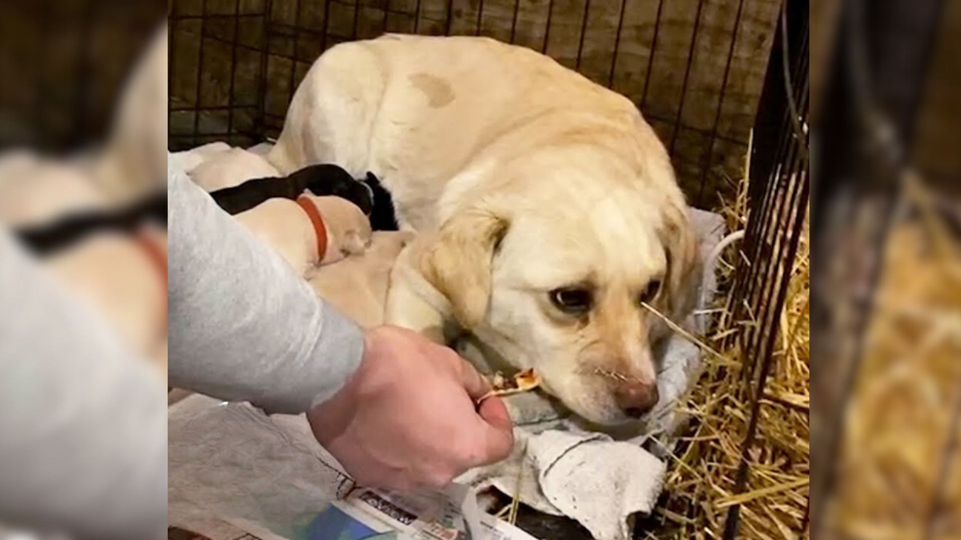 Feral Mama Who Was Terrified Of Leashes Finally Gets Rescued And Learns ...