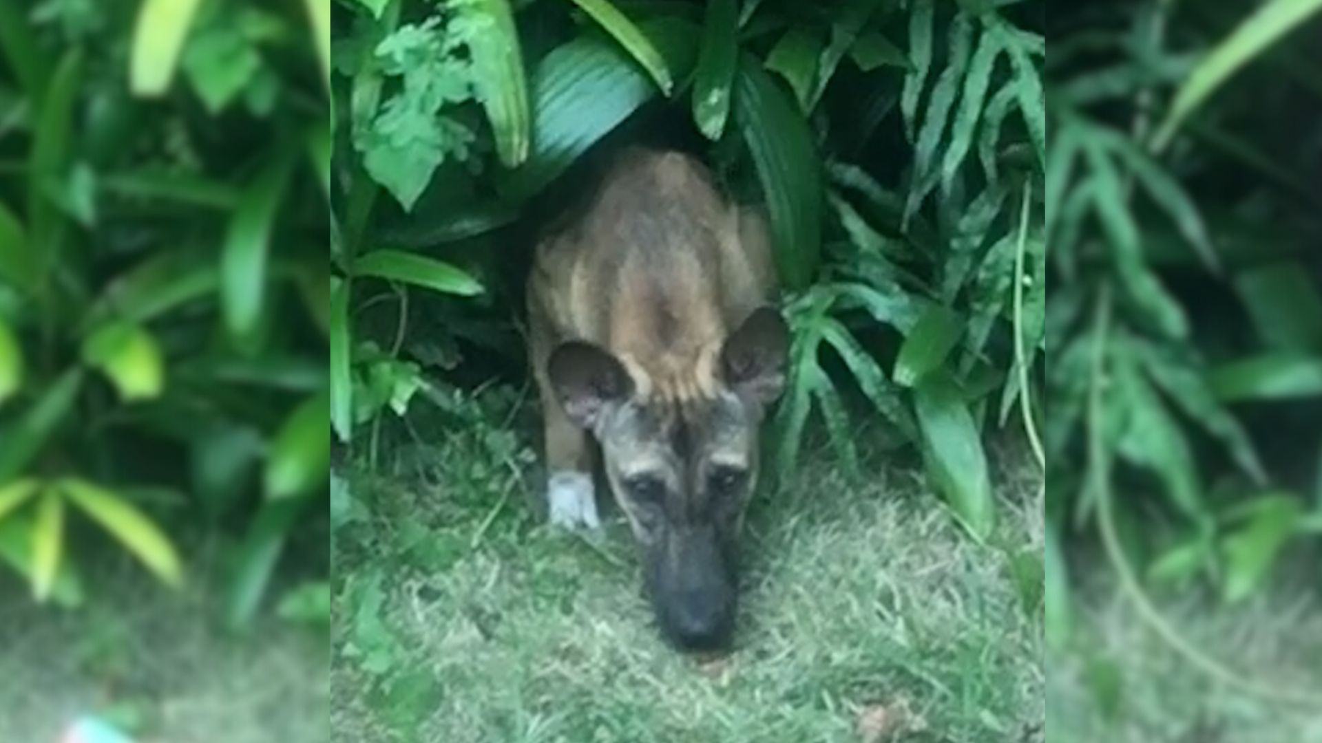 Scared Skinny Dog Who Hid In The Bushes From Her Foster Turns Into A ...