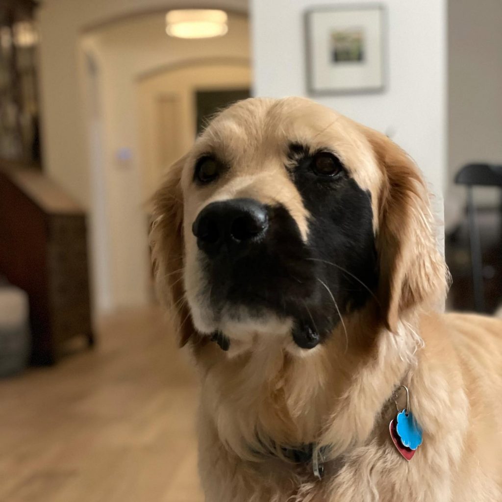Meet Enzo – The Unique Golden Retriever Born With A Amazing Birthmark ...