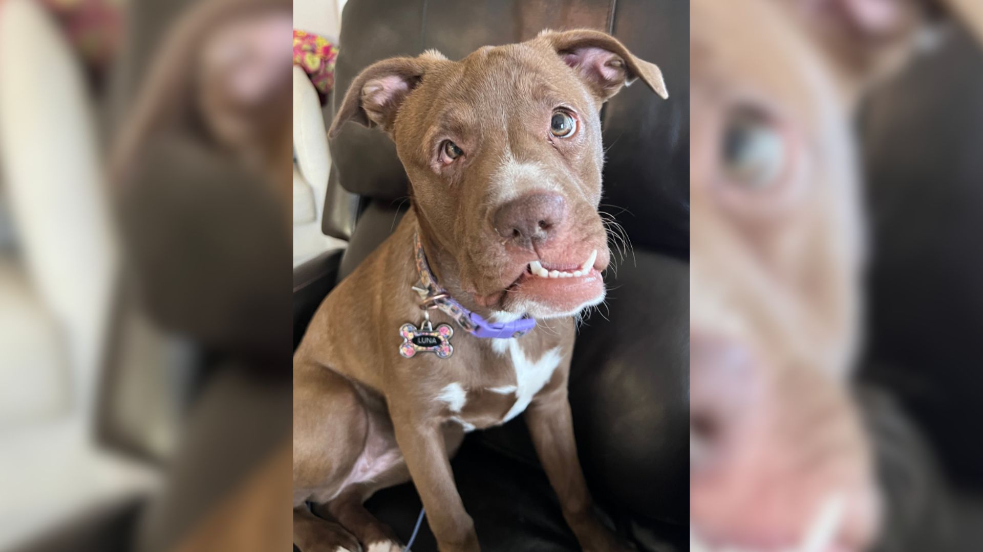 Dog With Face Deformity Escapes Euthanasia At The Last Moment, Now Has ...