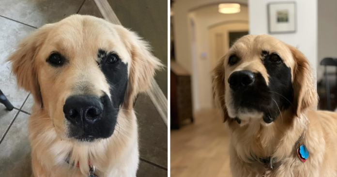 Meet Enzo – The Unique Golden Retriever Born With A Amazing Birthmark ...